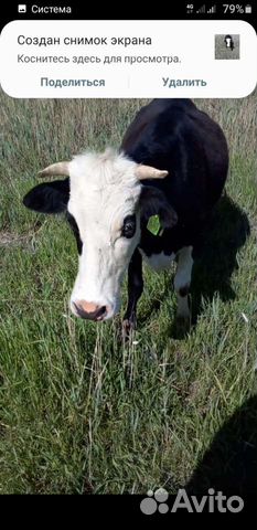 Коровы дойные молочные