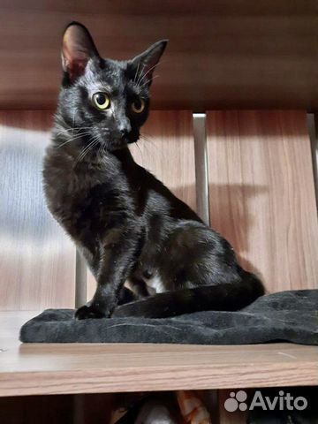 Кошка в добрые руки