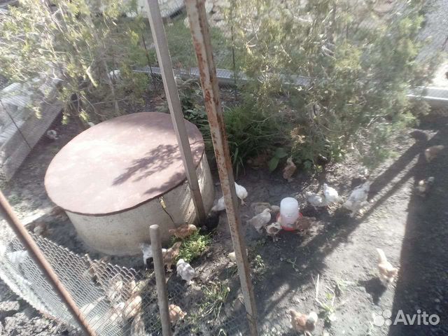 Циплята Брамы Кохинхина