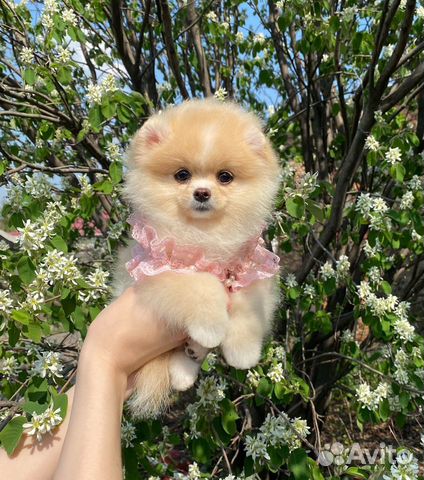 Померанский шпиц. Миниатюрная девочка