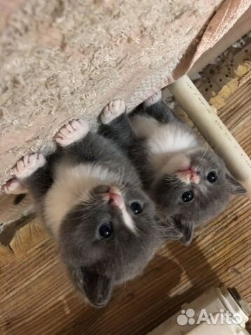 Котятки британцы