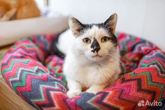 Саймон с кляксой на носу