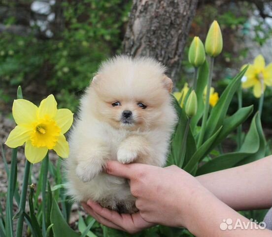 Шпиц мини девочка