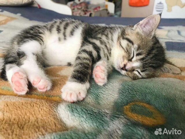 Котенок Сплюша