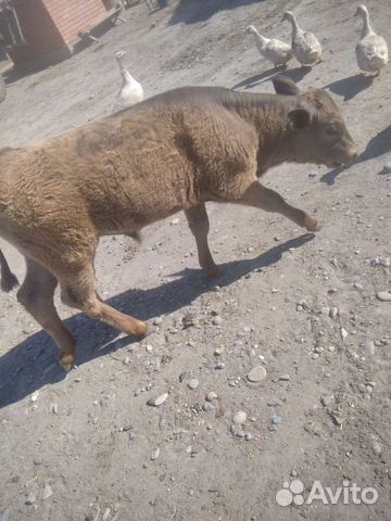 Бычок подсосный 3 месячный. Цена 18т