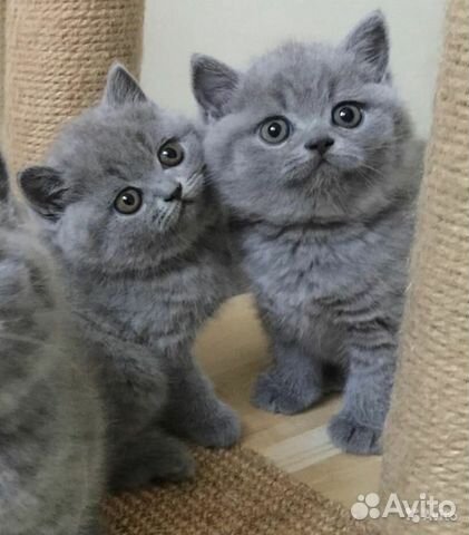 Самые пушистые колобки