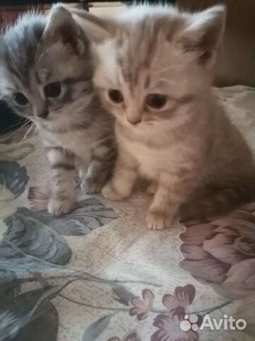 Британские котята