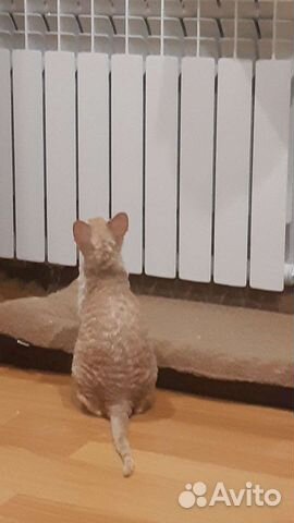 Корниш-рекс котенок