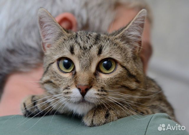 Сладкий Изюмчик ищет дом