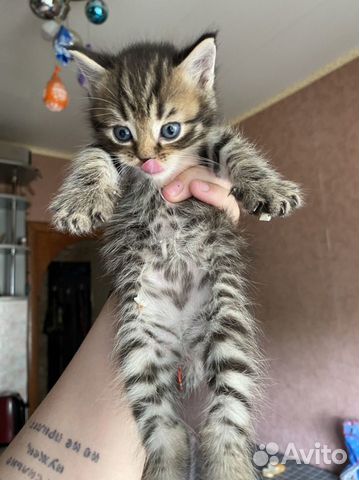Тайские котята