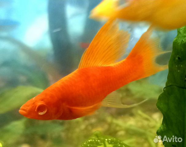 Аквариумные рыбки