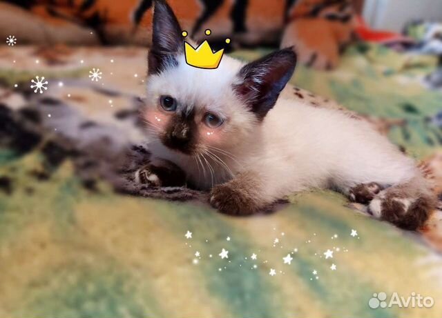 Британский котëнок