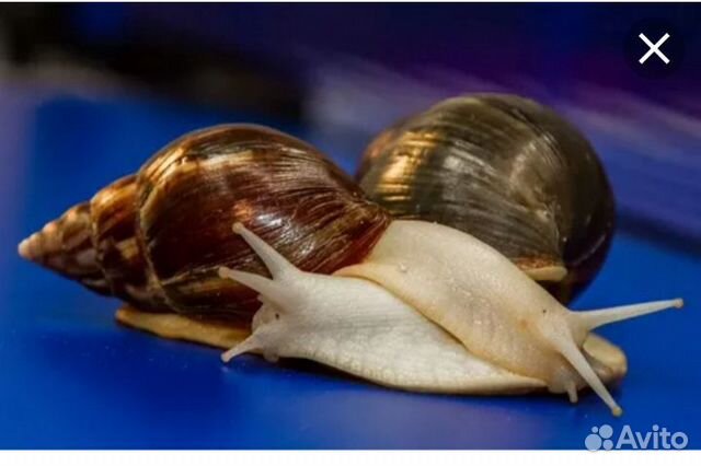 Улитка Ахатина