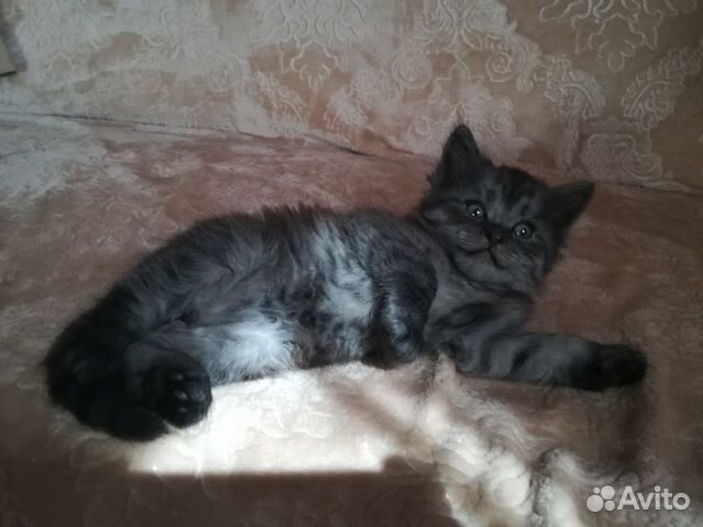 Котик метис