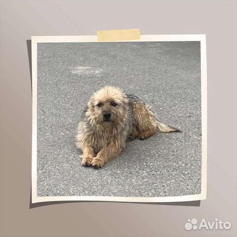 Небольшой кобелек в добрые руки