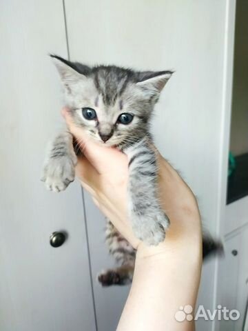 Котик британец в дар