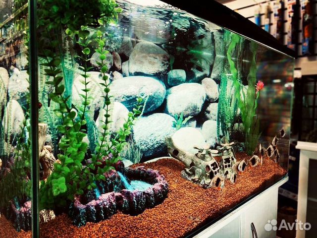 Милеус ламакс 3 (ежевичка)