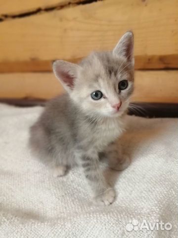 Отдам котенка в добрые руки