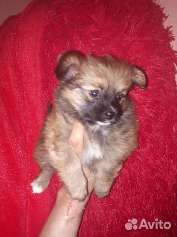 Померанский шпиц