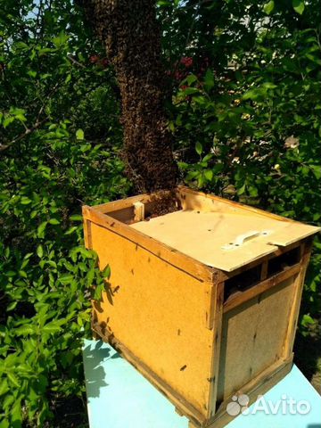 Сниму роящихся пчел