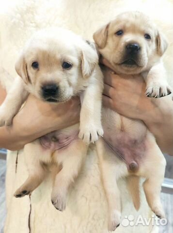Щенки лабрадора