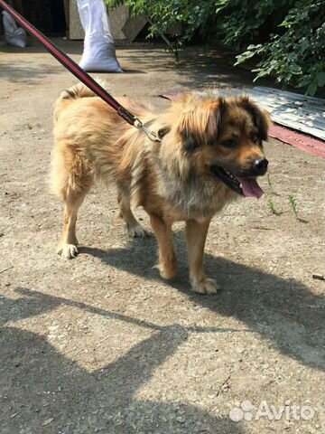 Милаха Форестер ищет дом