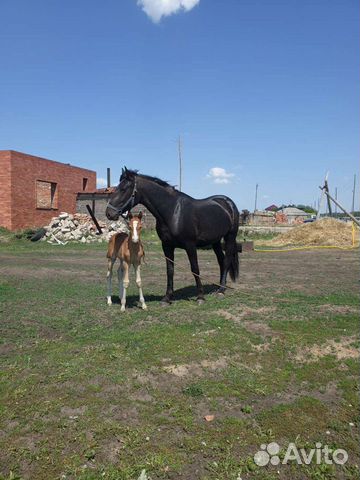 Кобыла с кобылкой