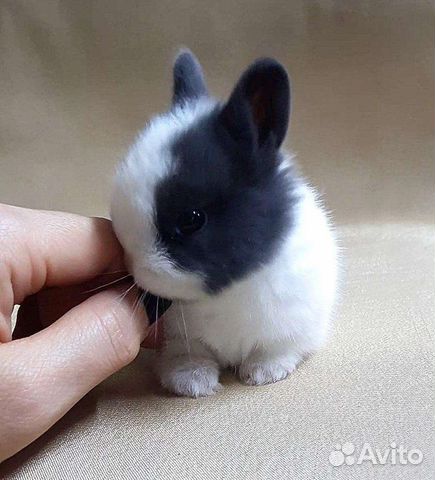 Самая маленькая порода кроликов