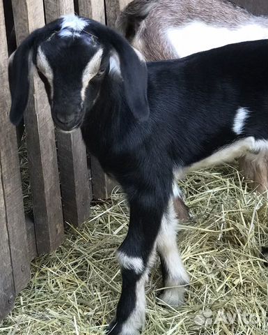 Нубийские козы