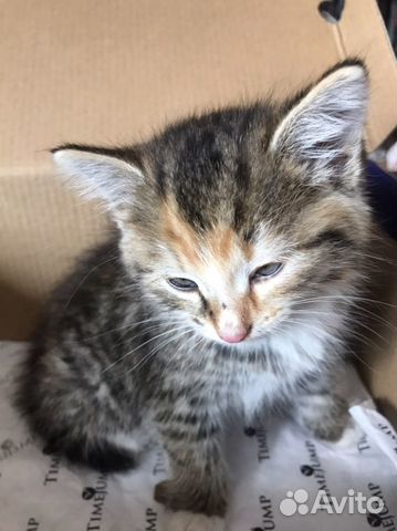 Котёнок, отдаю бесплатно, игривая