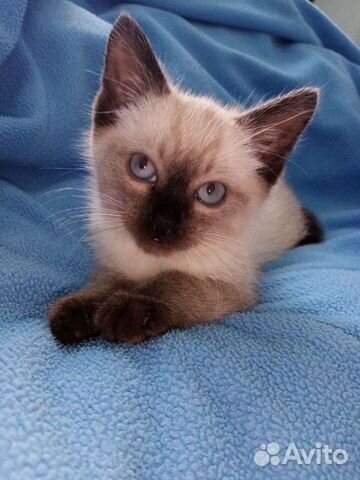 Котята