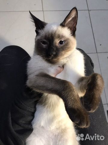 Тайский котик