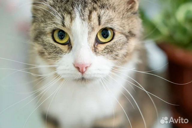 Нежнейшая кошечка Лира