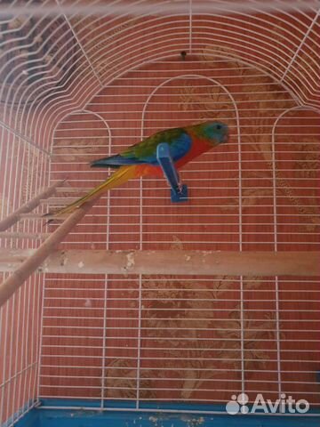 Попугай лазурно травинистый