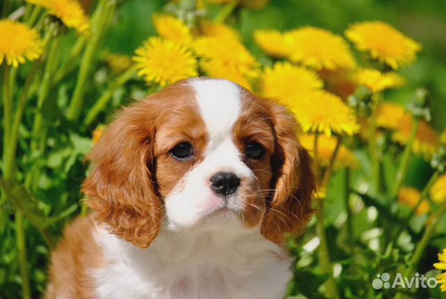 Кавалер кинг чарльз спаниель девочка