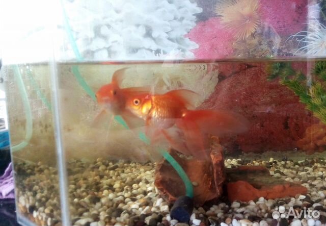 Аквариум Золотые рыбки 2шт