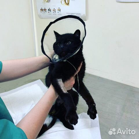 Котик в добрые руки