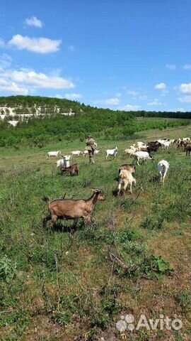 Козел на племя