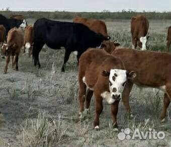 Коровы с телятами