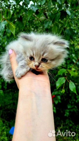 Кошечка невская маскарадная