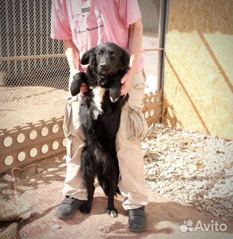 Щенок Мишелька в самые добрые руки