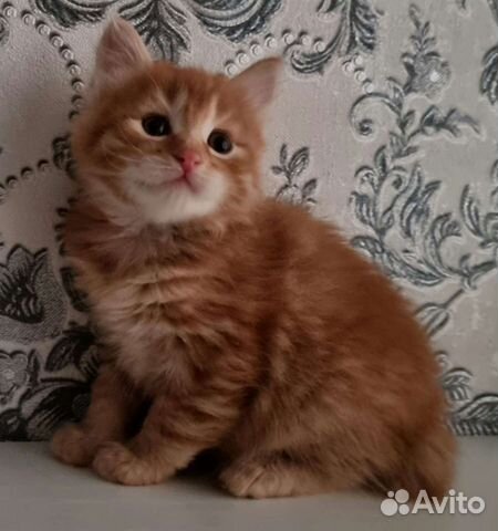 Котята из питомника