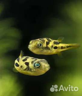 Тетрадон карликовый