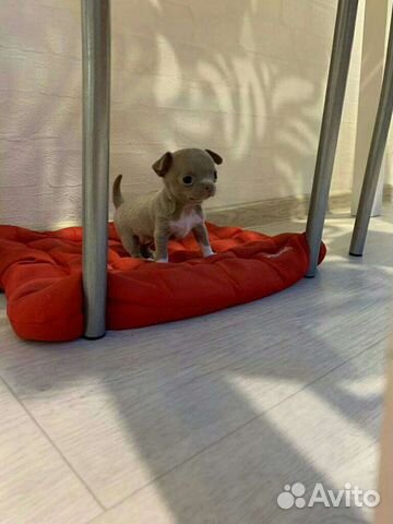 Малышечка чихуахуа