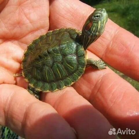 Черепаха