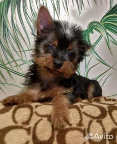 Йоркширский терьер мальчик