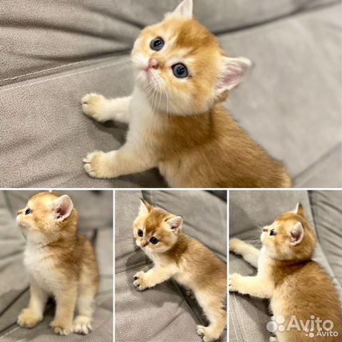 Элитные клубные британцы и кот для вязки