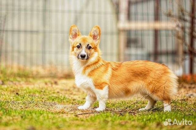 Вельшкорги пемброк