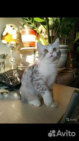 Шотландские котята