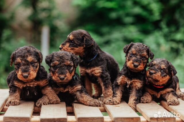 Щенки эрдельтерьера